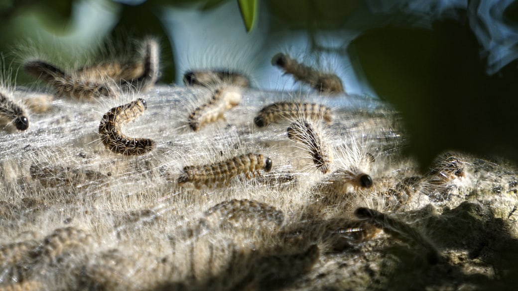 Eichenprozessionsspinner | Kanton Basel-Stadt