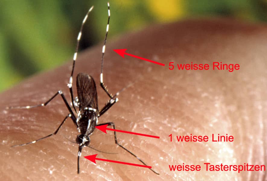 Asiatische Tigermücke | bs.ch