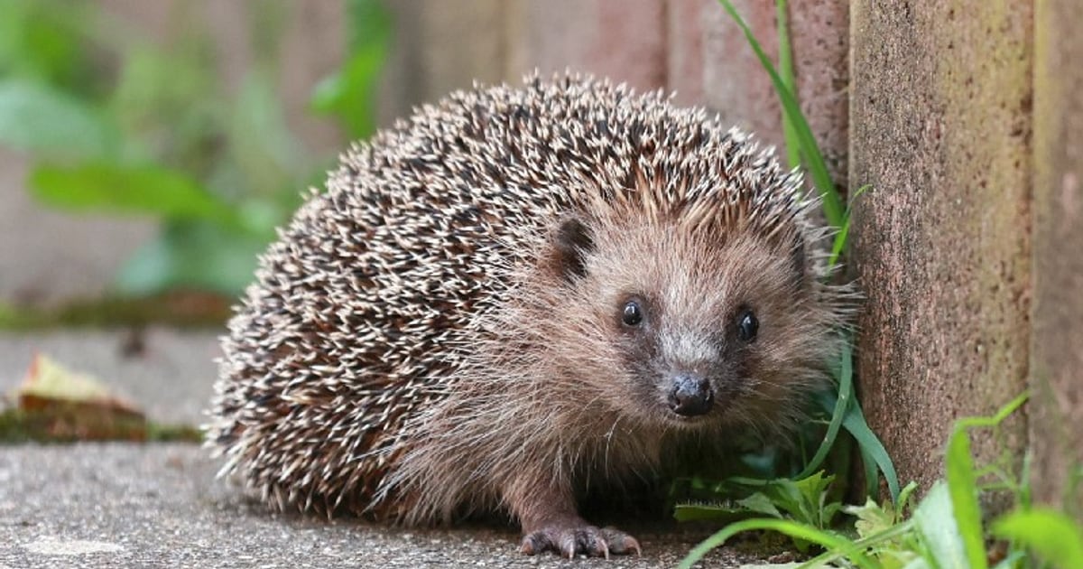 Freie Bahn für Igel - Ein Projekt zum Schutz und zur Förderung von ...
